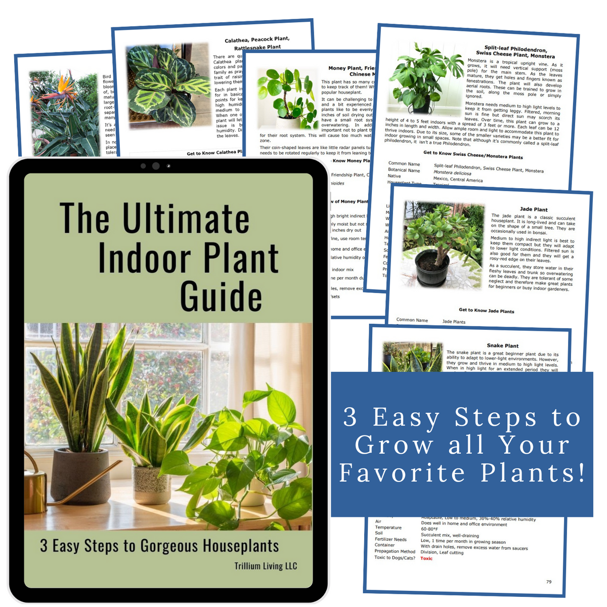 The Ultimate Indoor Plant Care Guide, PDF Digital Download eBook ...